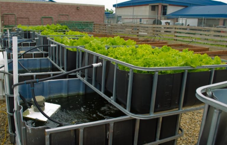 Setup a Fish pond in Aquaponics Fish farming - Onyx Aqua Farm