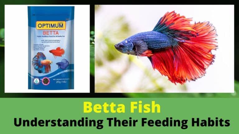 Betta Fish: Understanding Their Feeding Habits - Onyx Aqua Farm